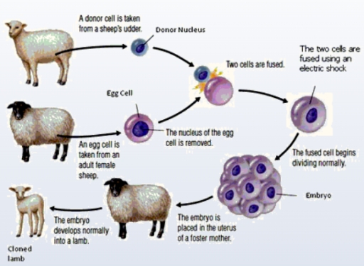 Band 8: The following diagram shows the process of cloning a sheep ...