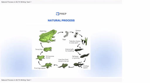Band 4: The dirgram show how frog growth step by step in this real life ...