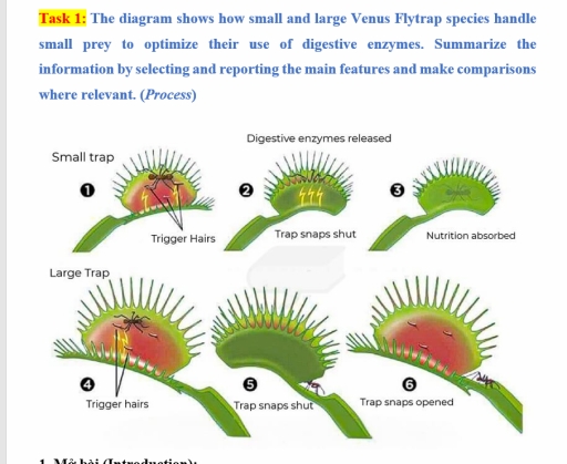 The diagram shows how small and large Venus Flytrap species handle small prey to optimize their ...