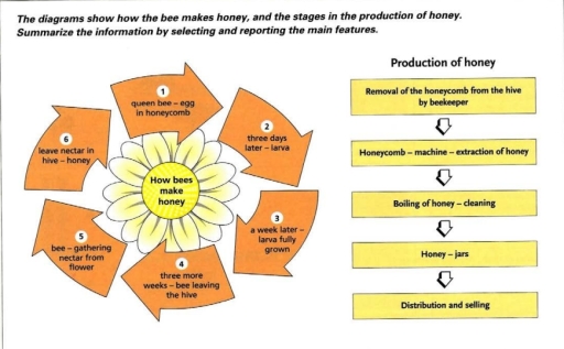 The diagrams show how the bee makes honey, and the stages in the ...