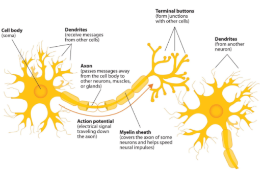 The diagram shows the components of a neuron and how it works (User-Written IELTS Writing Task 1 ...
