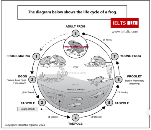 The diagram below shows the life cycle of a frog. (User-Written IELTS ...
