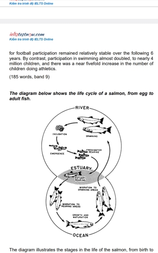 The life cycle of a Salmon fish from birth to maturity (User-Written ...
