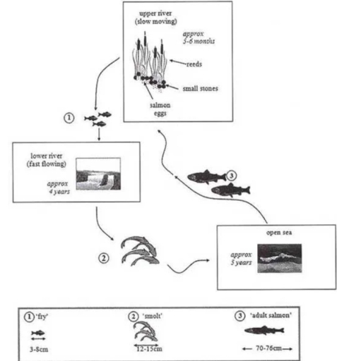The diagrams below show the life cycle of a species of large fish ...