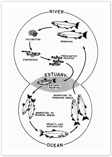 Band 7: the diagram below shows the life cycle of a salmon, from egg to ...