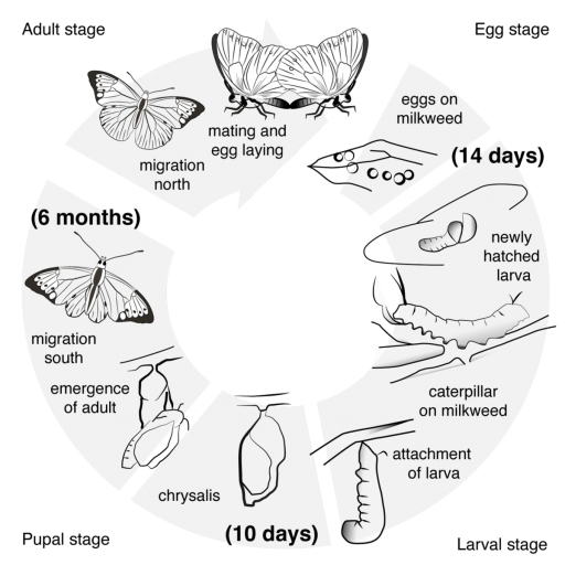 Band 5: The diagram below shows the life cycle of the Monarch butterfly ...
