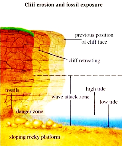Band 9: The diagram below illustrates how fossils were exposed beneath ...