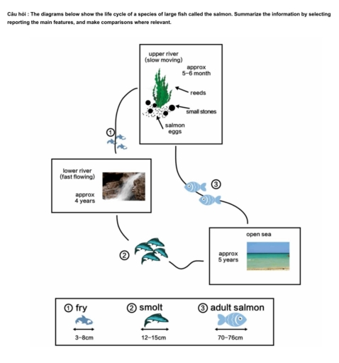 Band 7: the picture shows the life cycle of a species of large fish ...