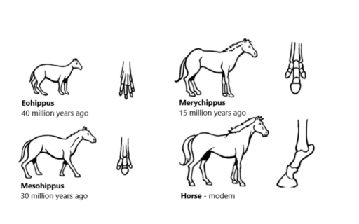 Band 9: The diagrams below show the development of the horse over a ...