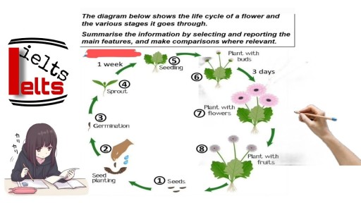 Flower Life Cycle Diagram The Role Of Temperature In The Growth And