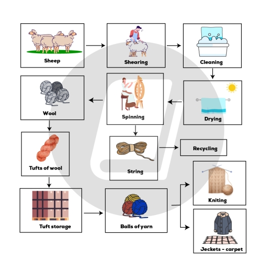 Sheep Shearing Diagram Sheep Shearing