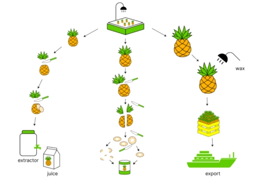 Task 1: process: The diagram below shows the process of growing and ...