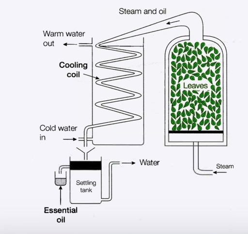 The f ollowing diagram shows how essential oil is produced from Leaves ...